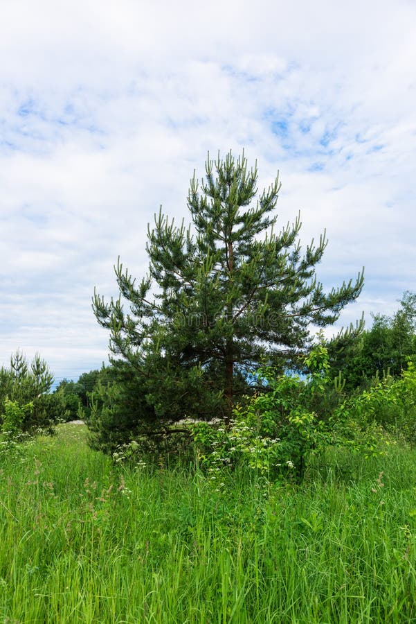Prairie landscape and sky stock photo. Image of lawn - 95460482