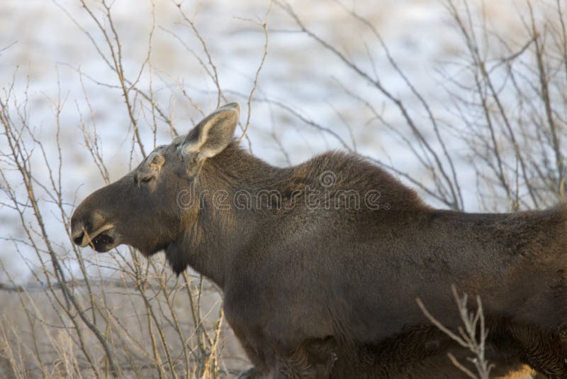 Prairie Moose Saskatchewan stock photo. Image of moose - 109872930