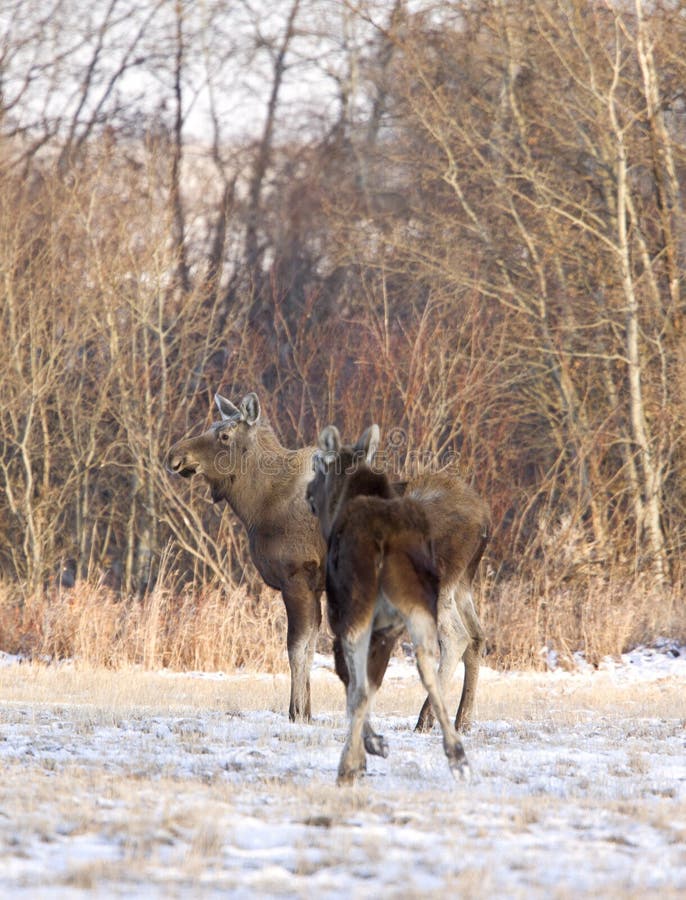 Prairie Moose Saskatchewan stock photo. Image of mammal - 109873006