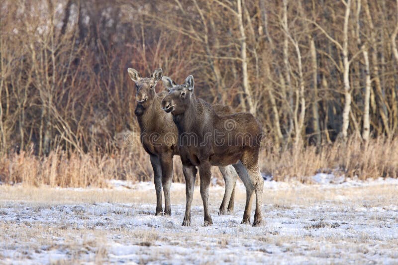 Prairie Moose Saskatchewan stock photo. Image of wild - 109881598