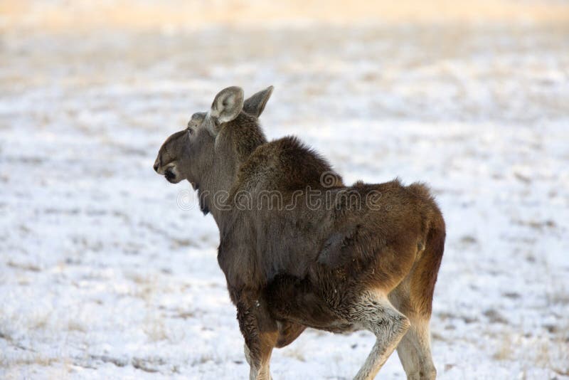 Prairie Moose Saskatchewan stock image. Image of wilderness - 109872939
