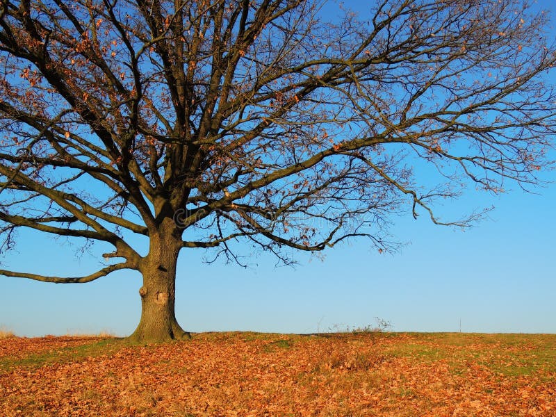 Prairie Oak stock photo. Image of grass, tree, plant - 47934160