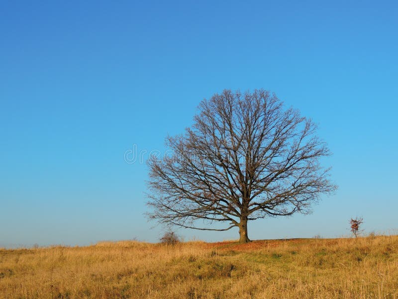Prairie Oak stock image. Image of tree, grow, terrain - 47934179