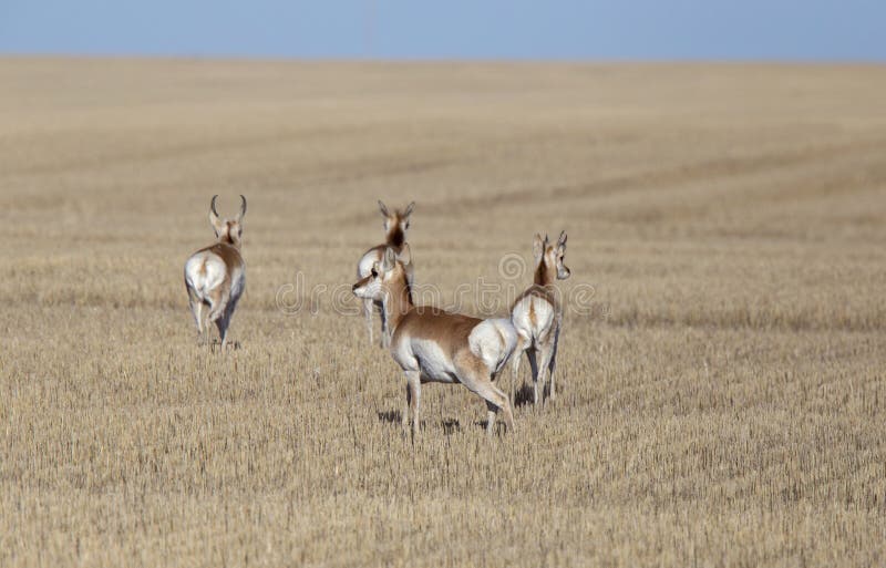 Pronghorn Antelope Saskatchewan Stock Photo - Image of farm, prairie ...