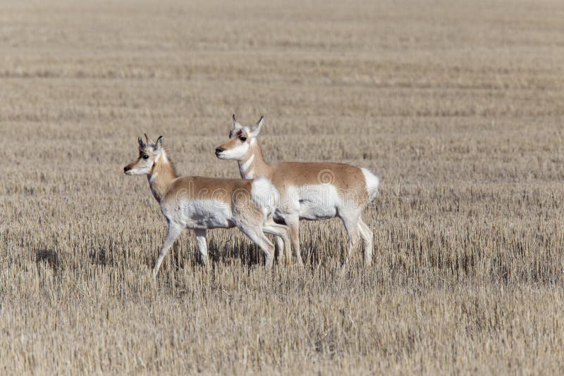 Pronghorn Antelope Saskatchewan Stock Photo - Image of farm, prairie ...