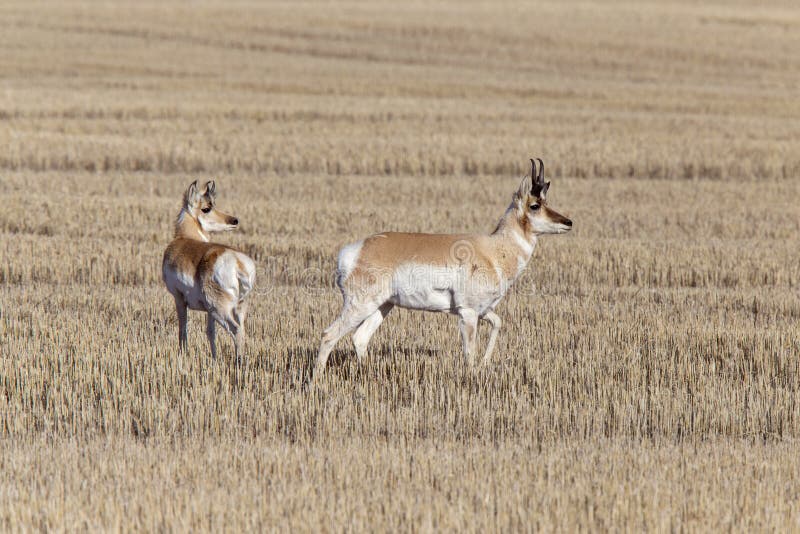 Pronghorn Antelope Saskatchewan Canada Stock Photo - Image of hunting ...