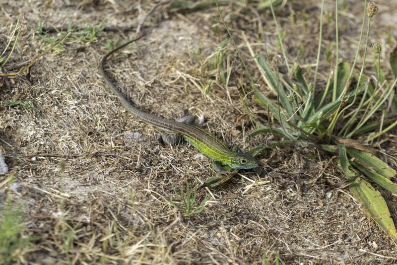 Prairie Lizard or Northern Fence Lizard Stock Image - Image of lizards ...