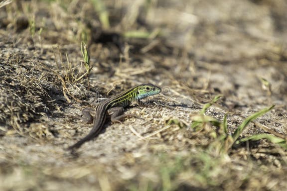 A Prairie Race Runner Lizard Stock Photo - Image of inhospitable ...
