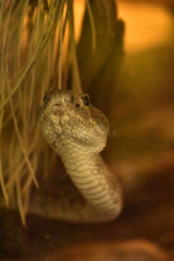 Prairie Rattler Snake with Its Head Raised Stock Image - Image of angry ...