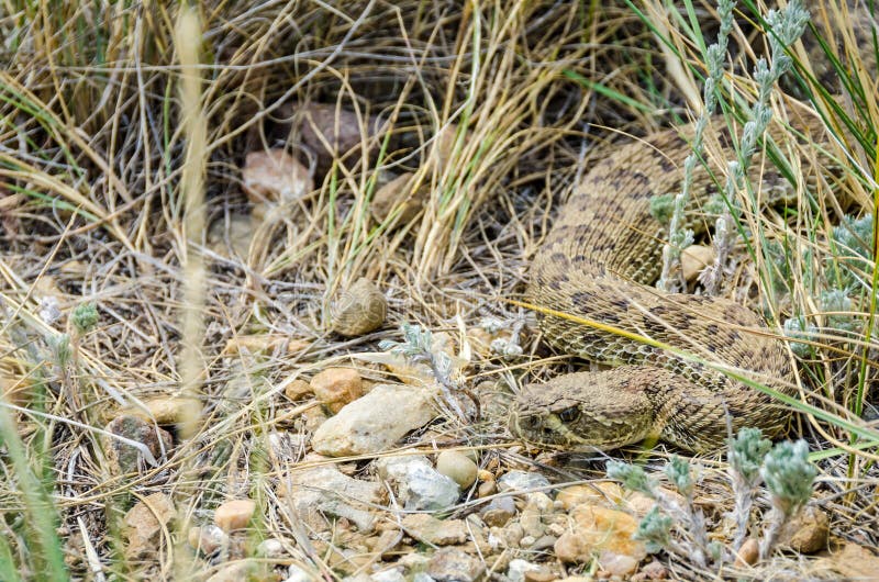 Prairie Rattlesnake stock image. Image of viridis, coiled - 10490355