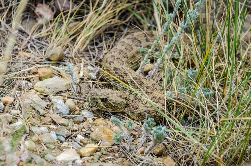 Prairie Rattlesnake stock photo. Image of ground, blending - 43780304