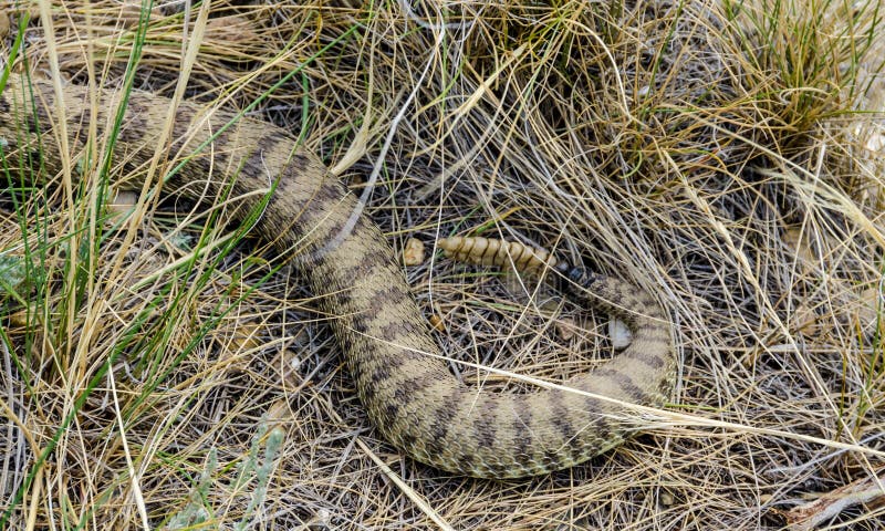 Prairie Rattler stock image. Image of field, nature, rattlers - 5377111