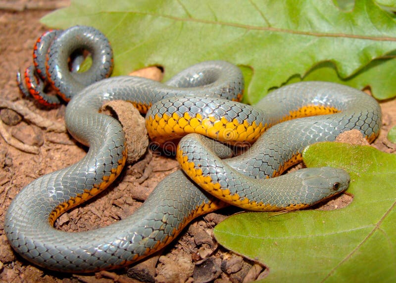 Prairie Ringneck Snake, Diadophis Punctatus Arnyi Stock Photo - Image ...
