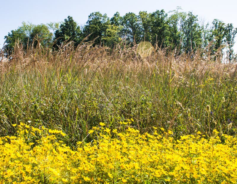 Prairie Scene stock image. Image of green, outdoors - 102552887