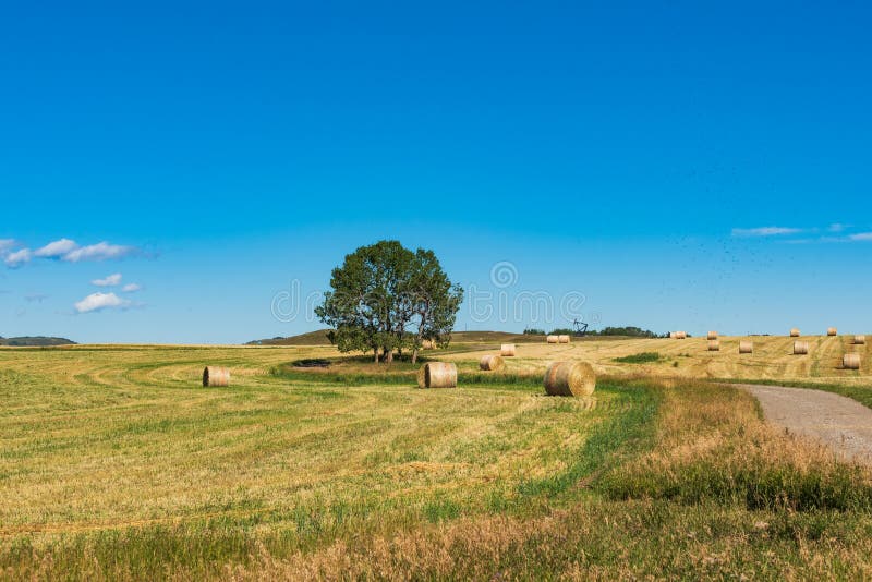 Prairie scenery in Alberta stock photo. Image of gravel - 236698224