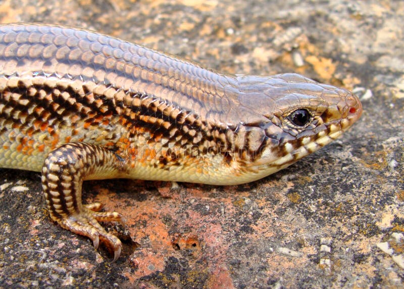 Prairie Skink, Plestiodon Obsoleta (Eumeces) Stockbild - Bild von fett ...