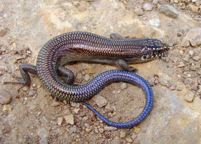 Prairie Skink, Plestiodon Obsoleta (Eumeces) Stockbild - Bild von fett ...