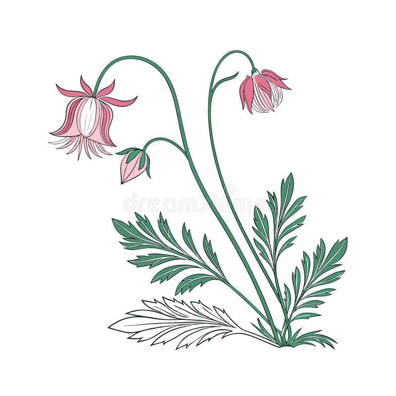 Prairie Smoke Flower Bold Outline Design Stock Illustration ...