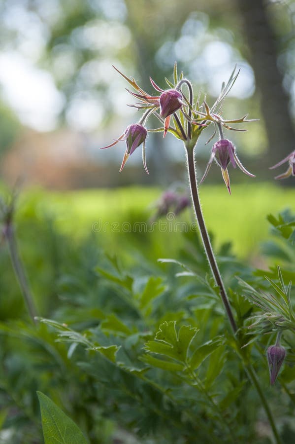 Prairie Smoke Flower Buds Ready To Open Stock Photo - Image of buds ...