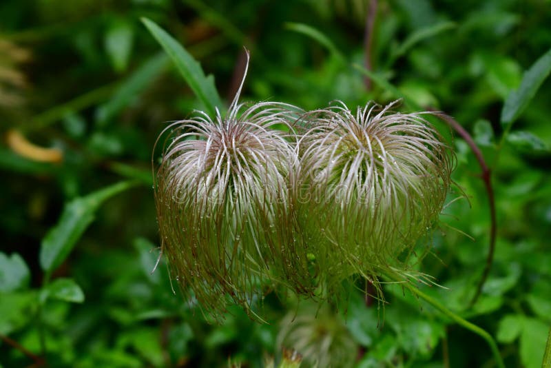 Prairie Smoke Flower in the Wild Nature, Close-up Stock Photo - Image ...