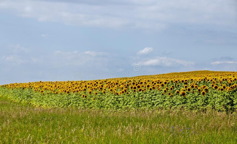 Prairie Sunflower Field stock photo. Image of flower - 205920782