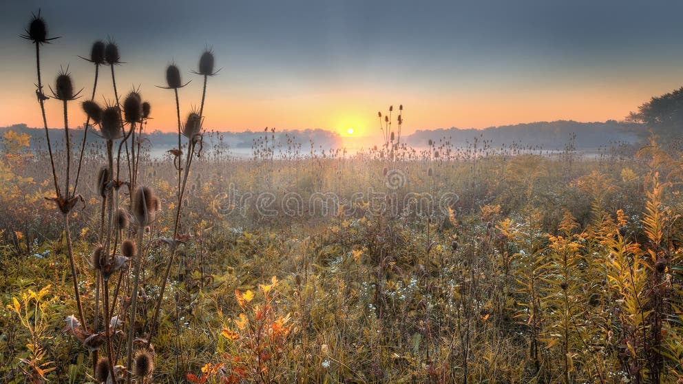 Prairie Sunrise stock photo. Image of plant, mist, prairie - 21786488