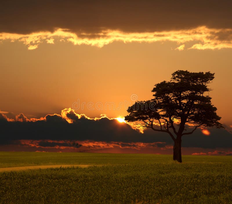 Prairie Sunrise stock photo. Image of tree, effect, landscape - 2549766
