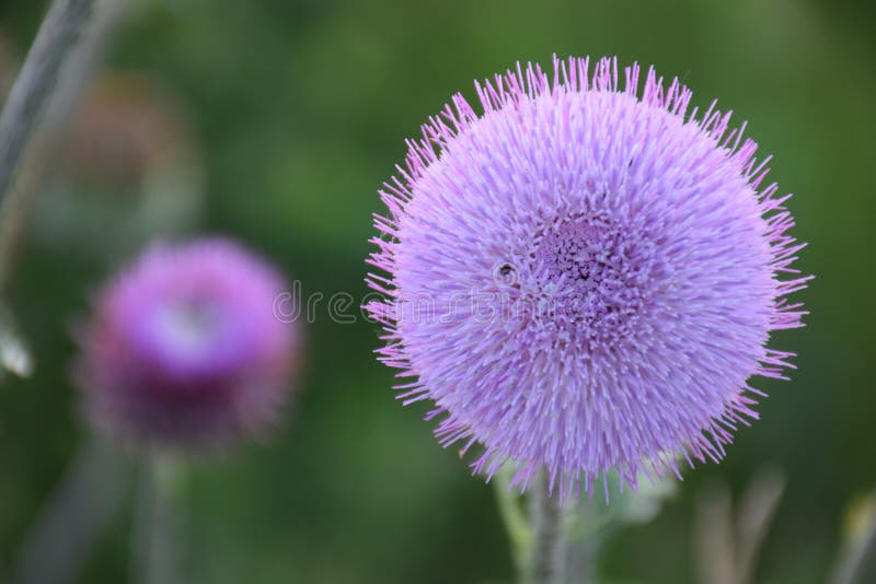 Prairie Thistle stock image. Image of thistle, wild - 174715399