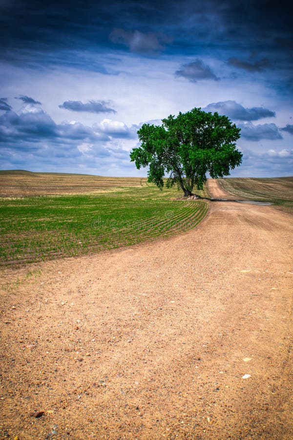Prairie Tree stock photo. Image of clouds, countryside - 33295194