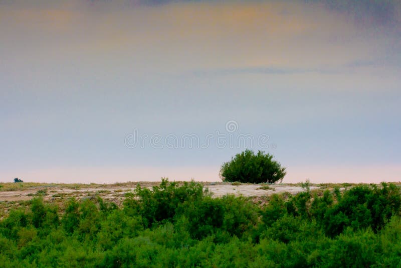 Prairie with a Tree on the Nature Stock Image - Image of peaceful ...