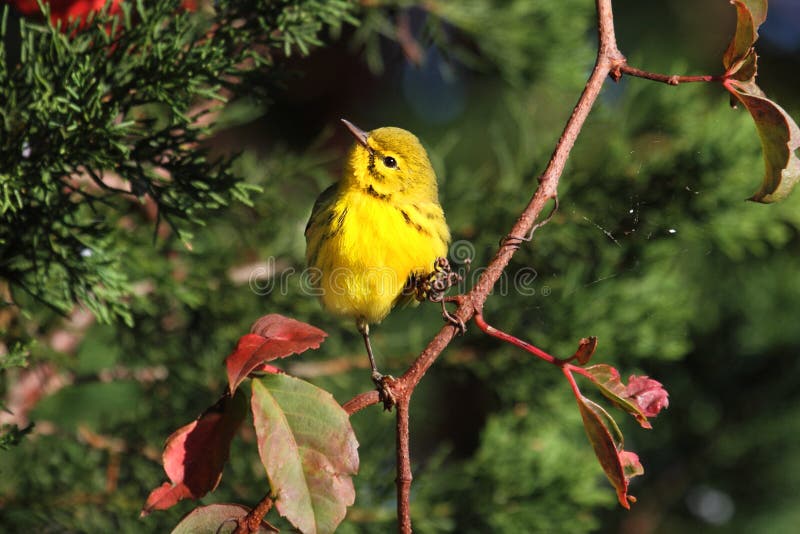 Prairie Warbler (Dendroica Discolor) Stock Photo - Image of wild ...