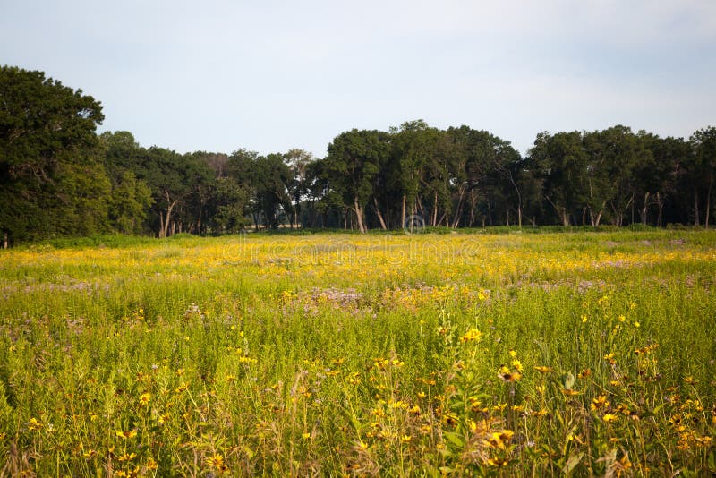 Prairie wild flowers stock image. Image of yellow, prairie - 91854565