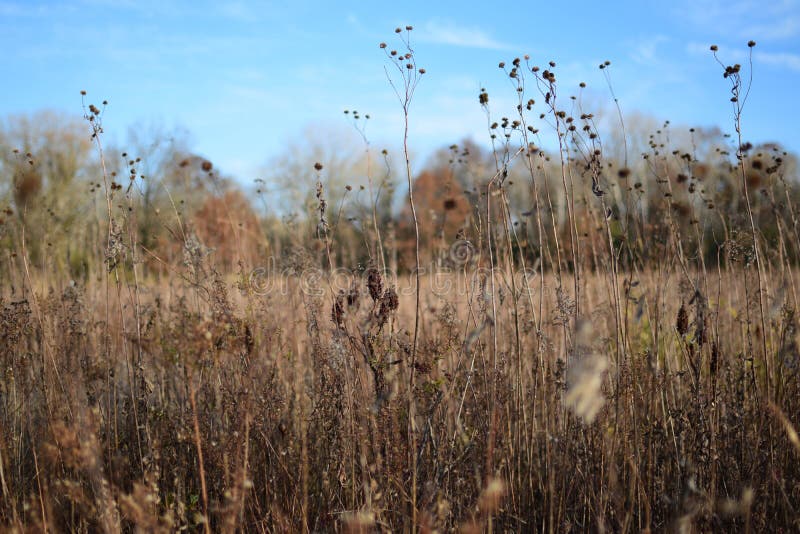 Prairie in winter stock photo. Image of straw, meadow - 86613824