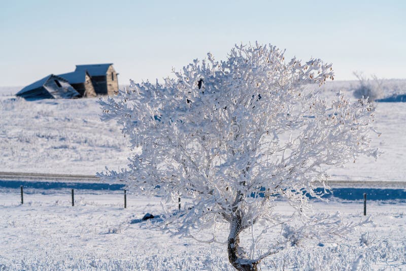 Prairie Winter Scenes stock image. Image of snow, plain - 269771653
