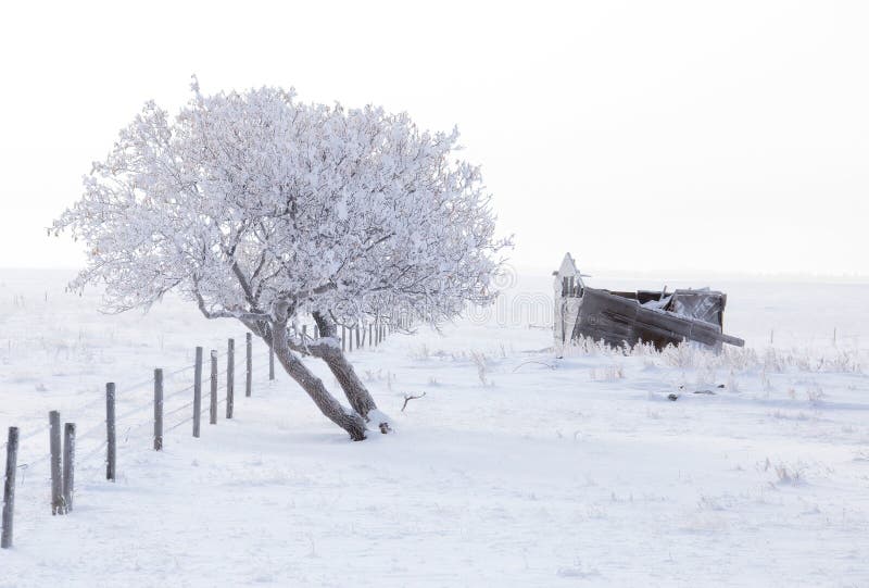 Prairie Winter Scenes stock photo. Image of beauty, snow - 269771710