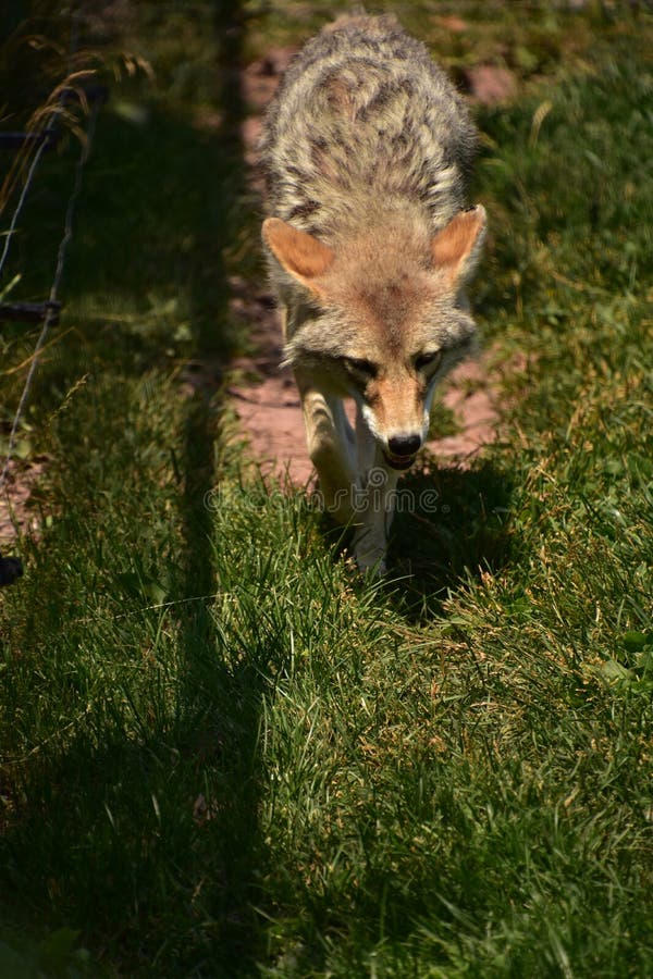 Prairie Wolf in the Wild in the Midwest Stock Photo - Image of prowl ...