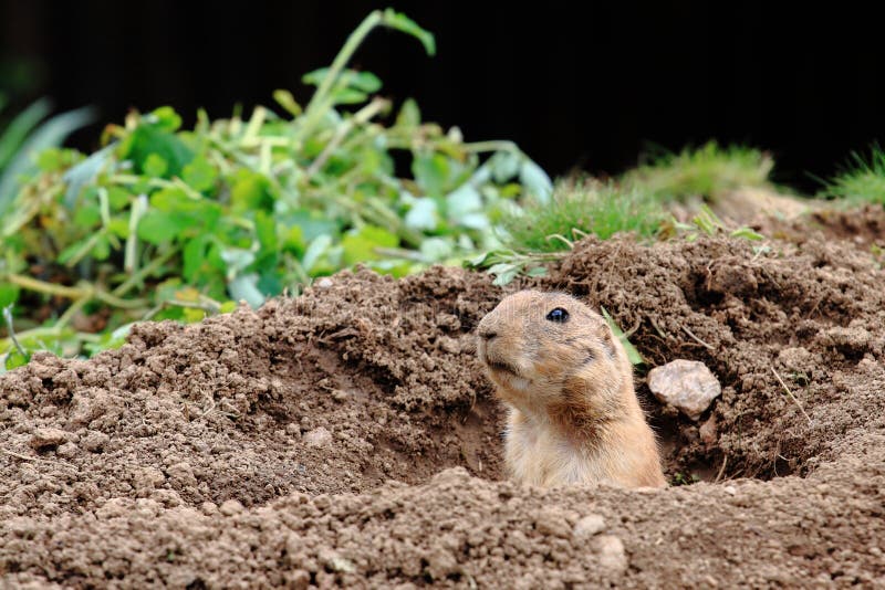 Prairiehond stock afbeelding. Image of knaagdier, gevangen - 15090491