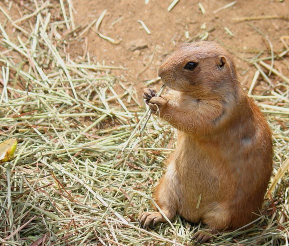 Prairiehond stock foto. Image of grondhok, alarm, bodem - 17497760