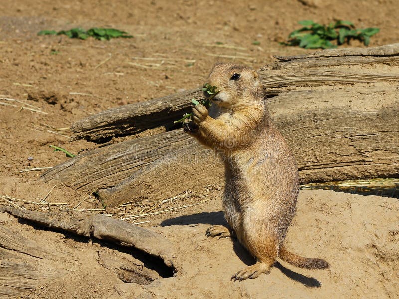 Prairiehond stock foto. Image of wildernis, snuit, woestijn - 19650498