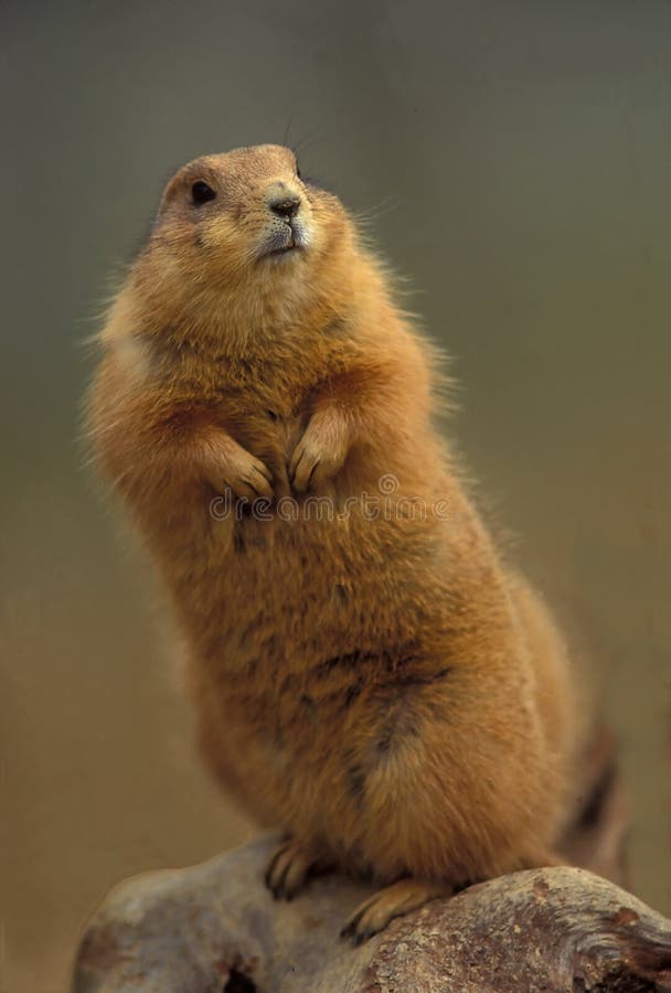 Prairiehond stock foto. Image of prairie, zoogdier, rots - 22640