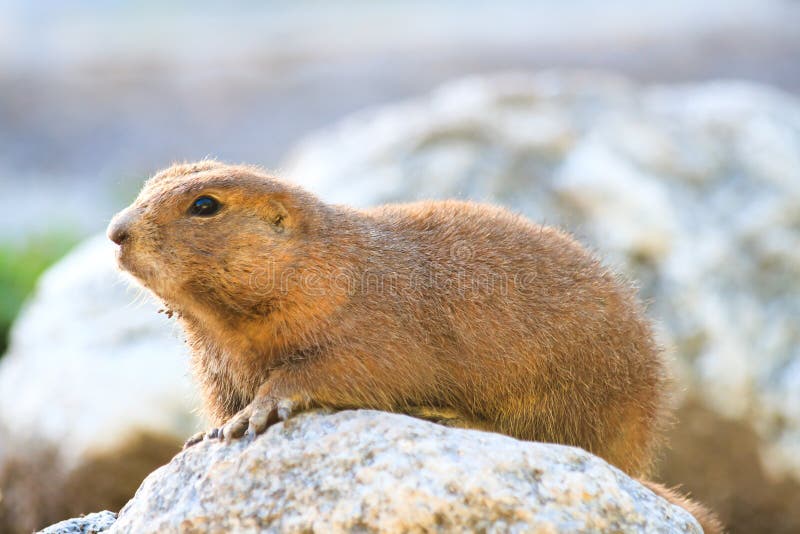 Prairiehond stock foto. Image of woedend, prairie, gedrag - 37877580