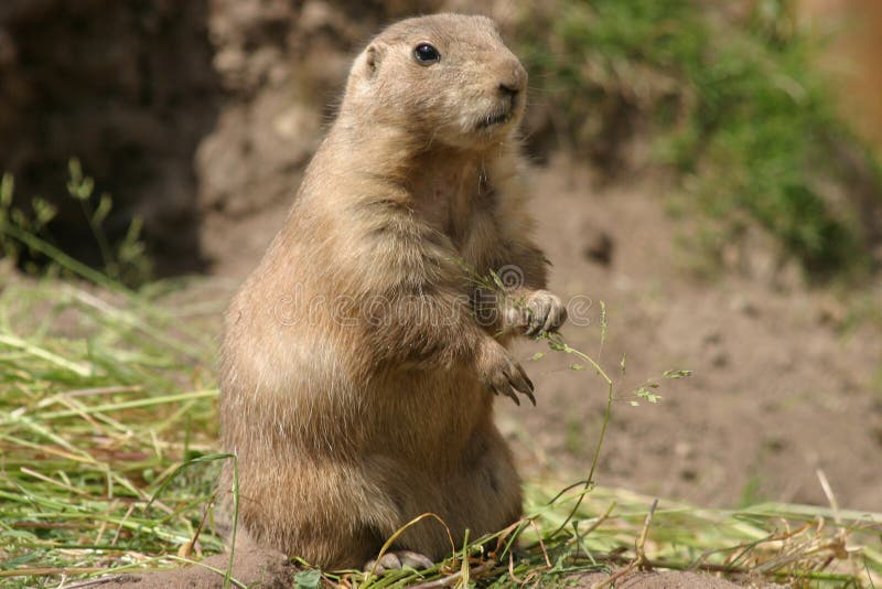 Prairiehond stock afbeelding. Image of dierentuin, prairie - 682427