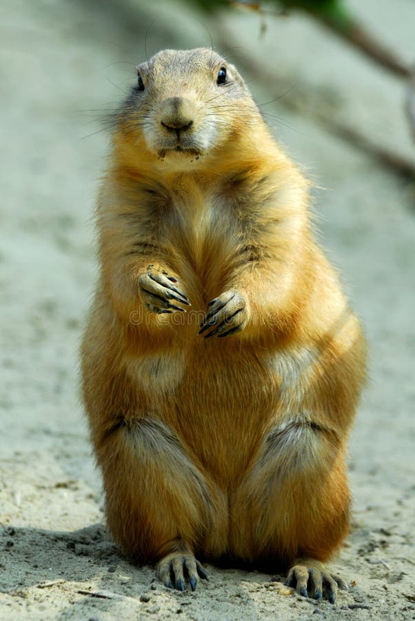 Prairiehonden stock afbeelding. Image of wild, knaagdier - 8289935