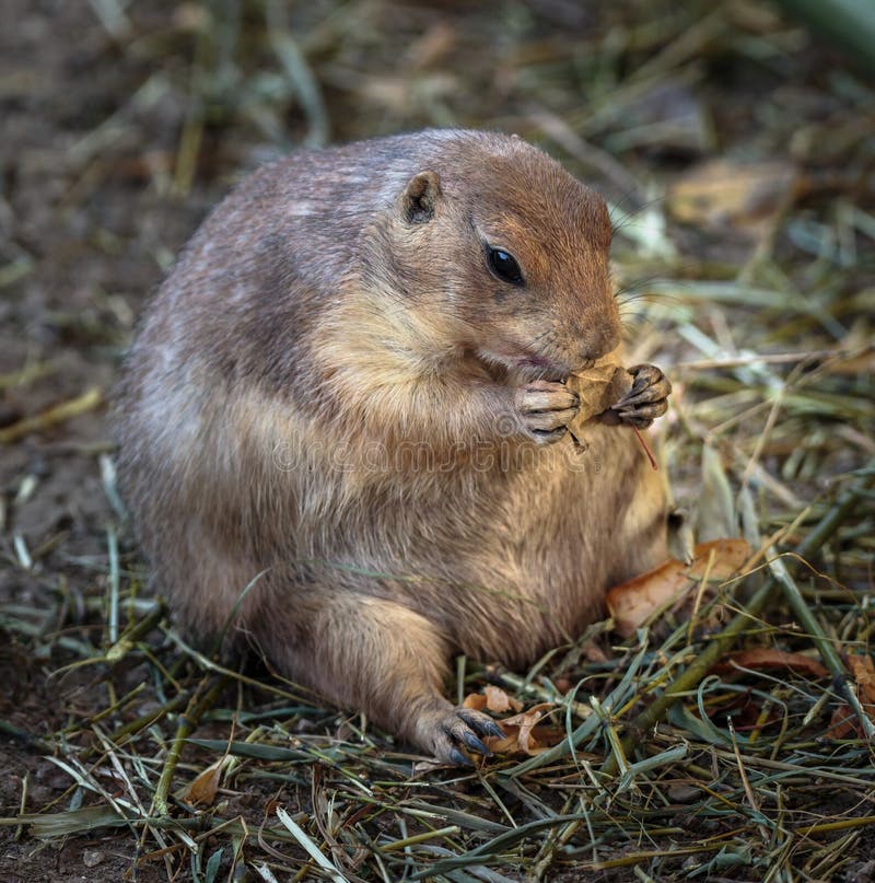 Prairiehond het eten stock foto. Image of blad, nave - 85258264