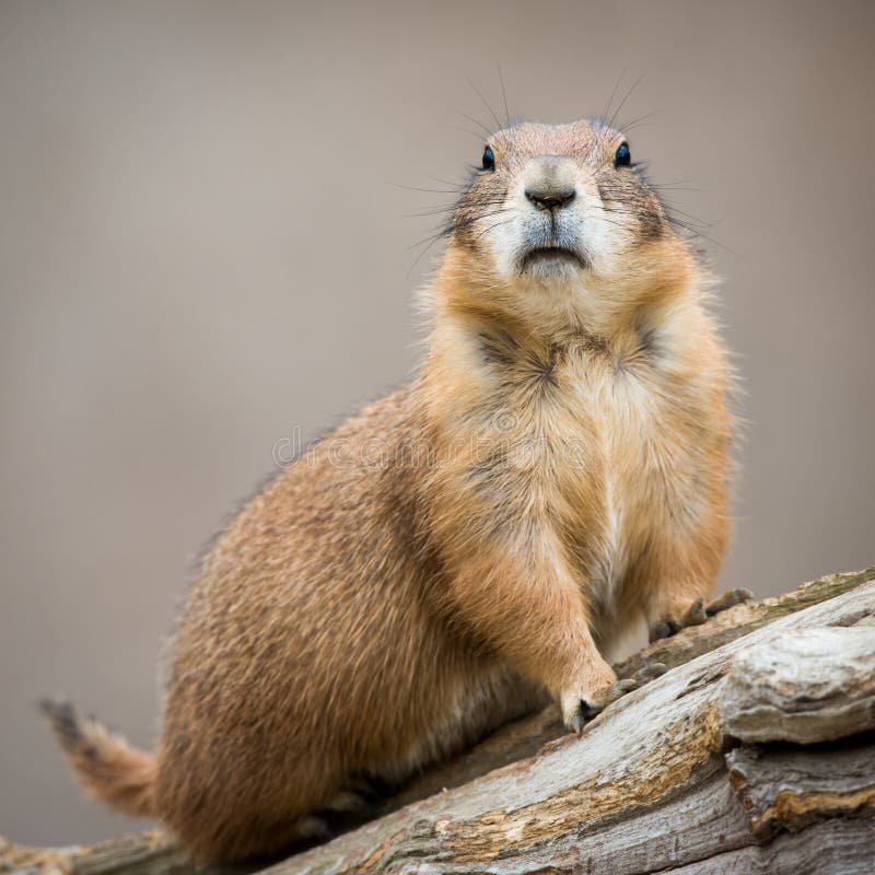Prairiehond stock foto. Afbeelding bestaande uit fauna - 19650498