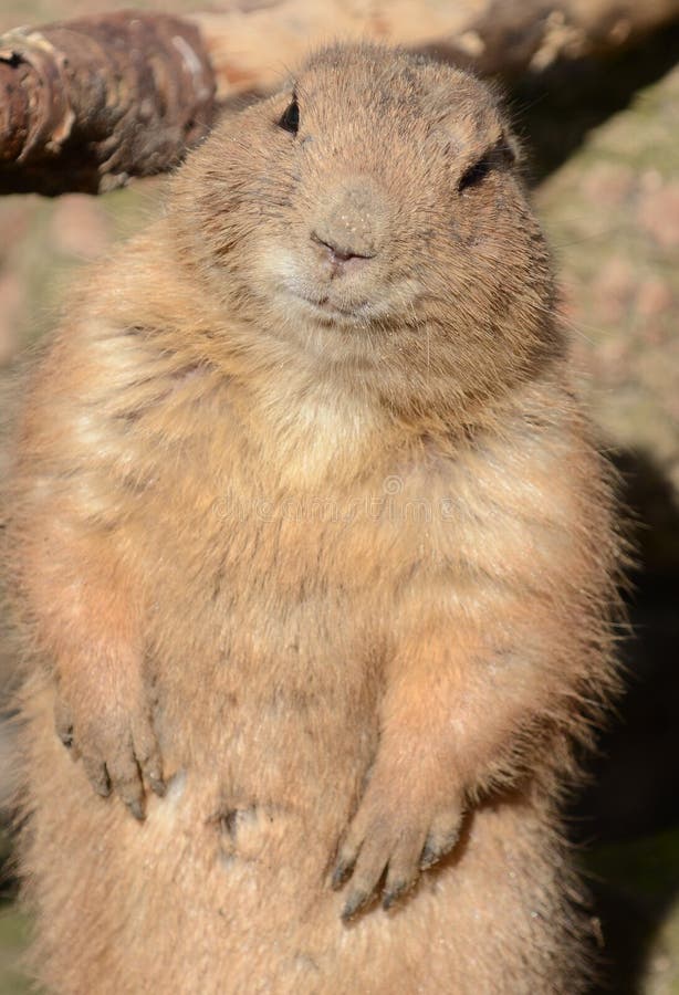Prairiehond Met Zwarte Staart Stock Foto - Image of prairie, zoogdier ...