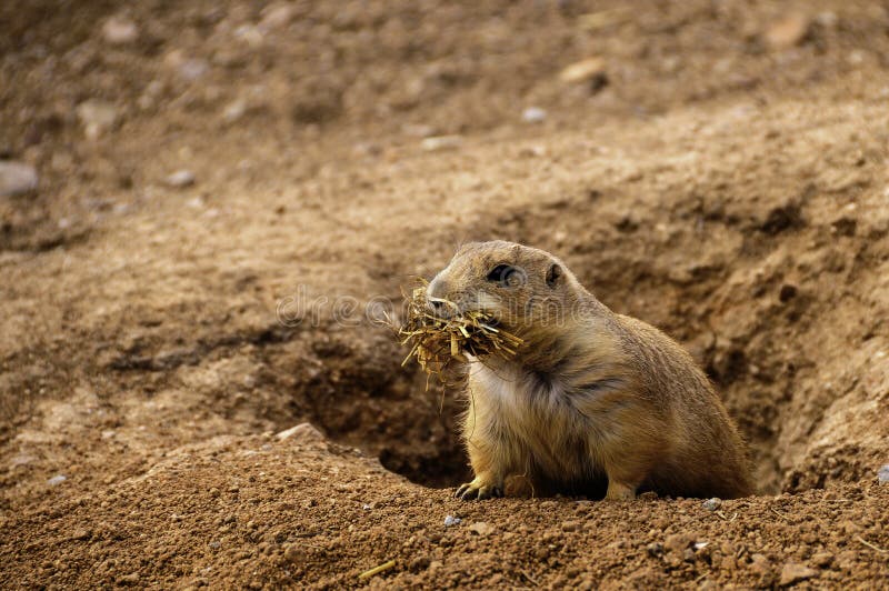 Prairiehond Met Zwarte Staart Stock Foto - Image of gebouw, nesten ...