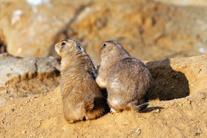 Prairiehond Met Zwarte Staart Stock Foto - Image of westelijk, noord ...