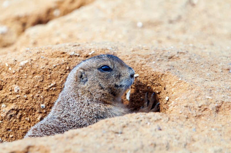 Prairiehond Met Zwarte Staart Stock Foto - Image of westelijk, noord ...