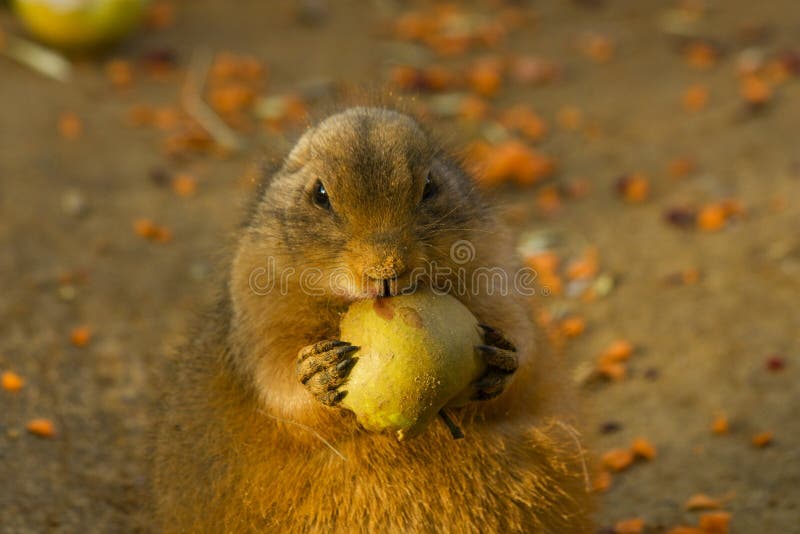 Prairiehond Met Zwarte Staart Stock Foto - Image of prairie, weide ...